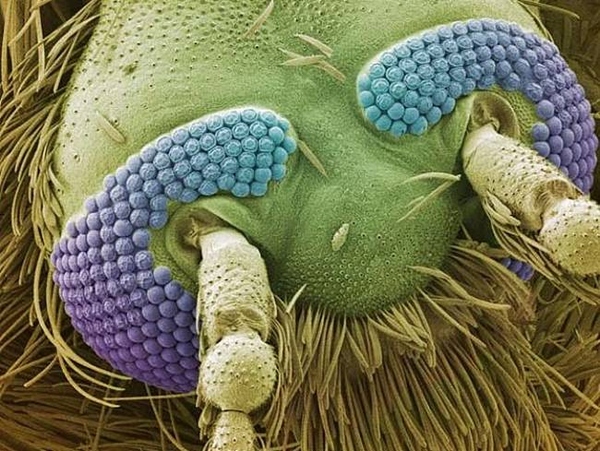 Everyday Objects under Electron Microscope.. Part II ~ Amazing World Online